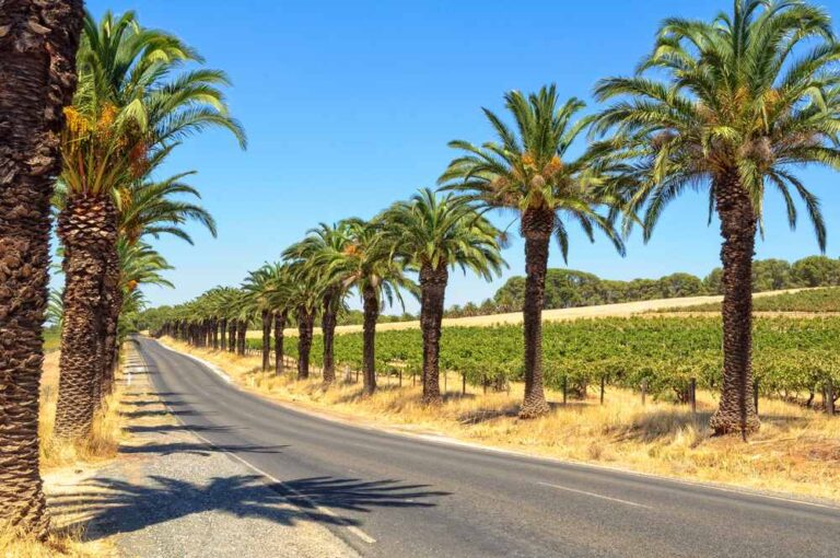 Discover Hidden Gems: Your Guide to the Barossa Valley Wineries Map
